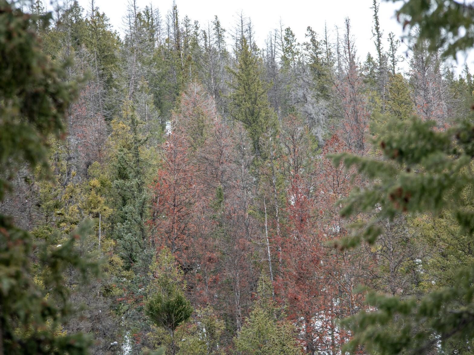 pine beetle trees affected