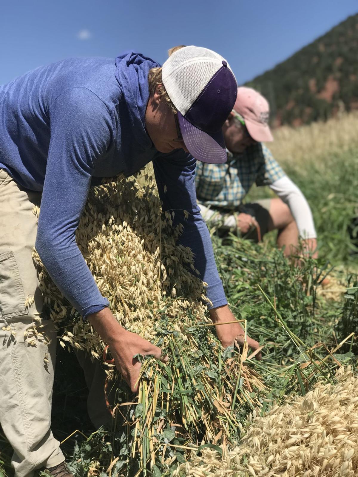 The Farm Collaborative grows local interest in growing local food ...