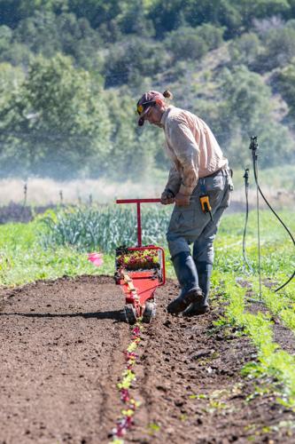 Farm Collaborative’s special crop | News | aspendailynews.com