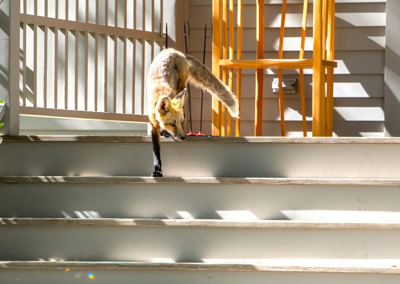 House guest | Multimedia | aspendailynews.com