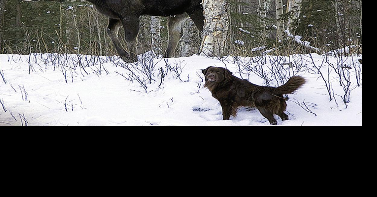 CPW: Aggressive moose had to be put down Saturday | News ...