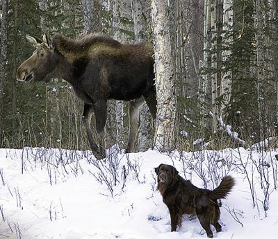 CPW: Aggressive moose had to be put down Saturday | News ...