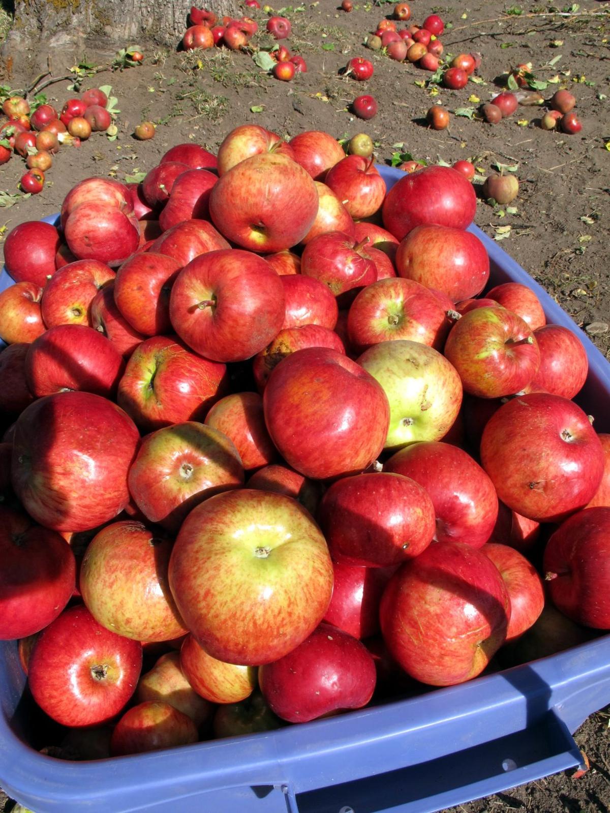 Bountiful wild apples offer a free bite of history | News ...