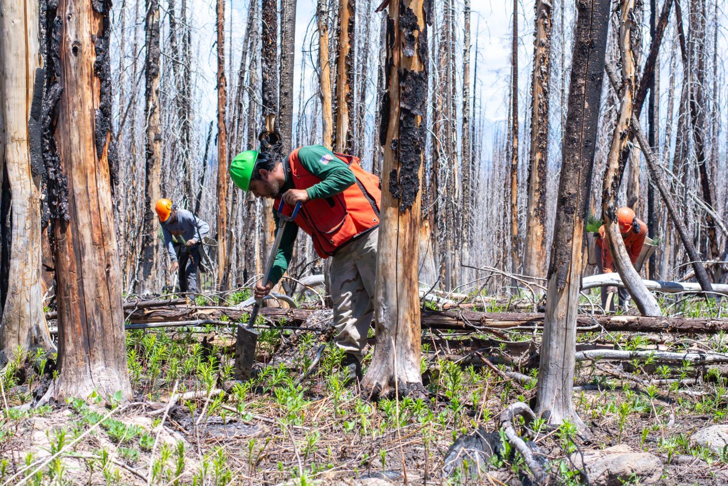 Six years after Lake Christine, Forest Service starts major reseeding work | News ...