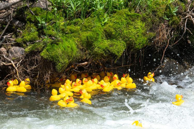 Ducky Derby brings joy to the river | News | aspendailynews.com