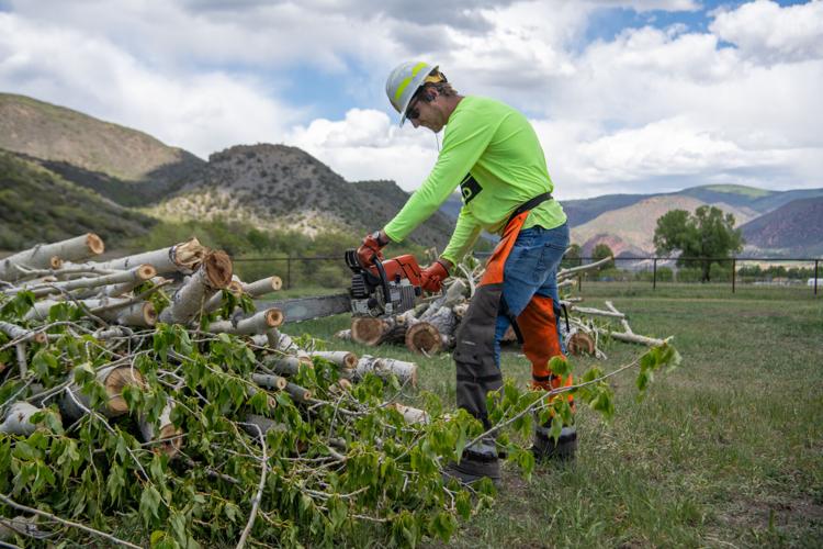 Building wildfire resilience, one chainsaw at a time | News ...