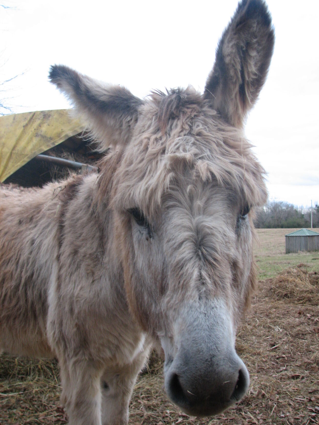 A donkey tale | Opinion | auburnvillager.com