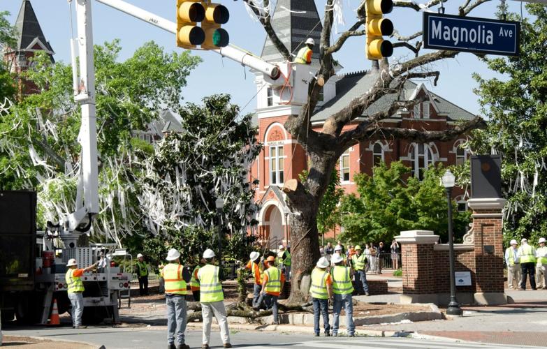 Auburn fans get green light to resume rolling Toomer's Oaks | News ...