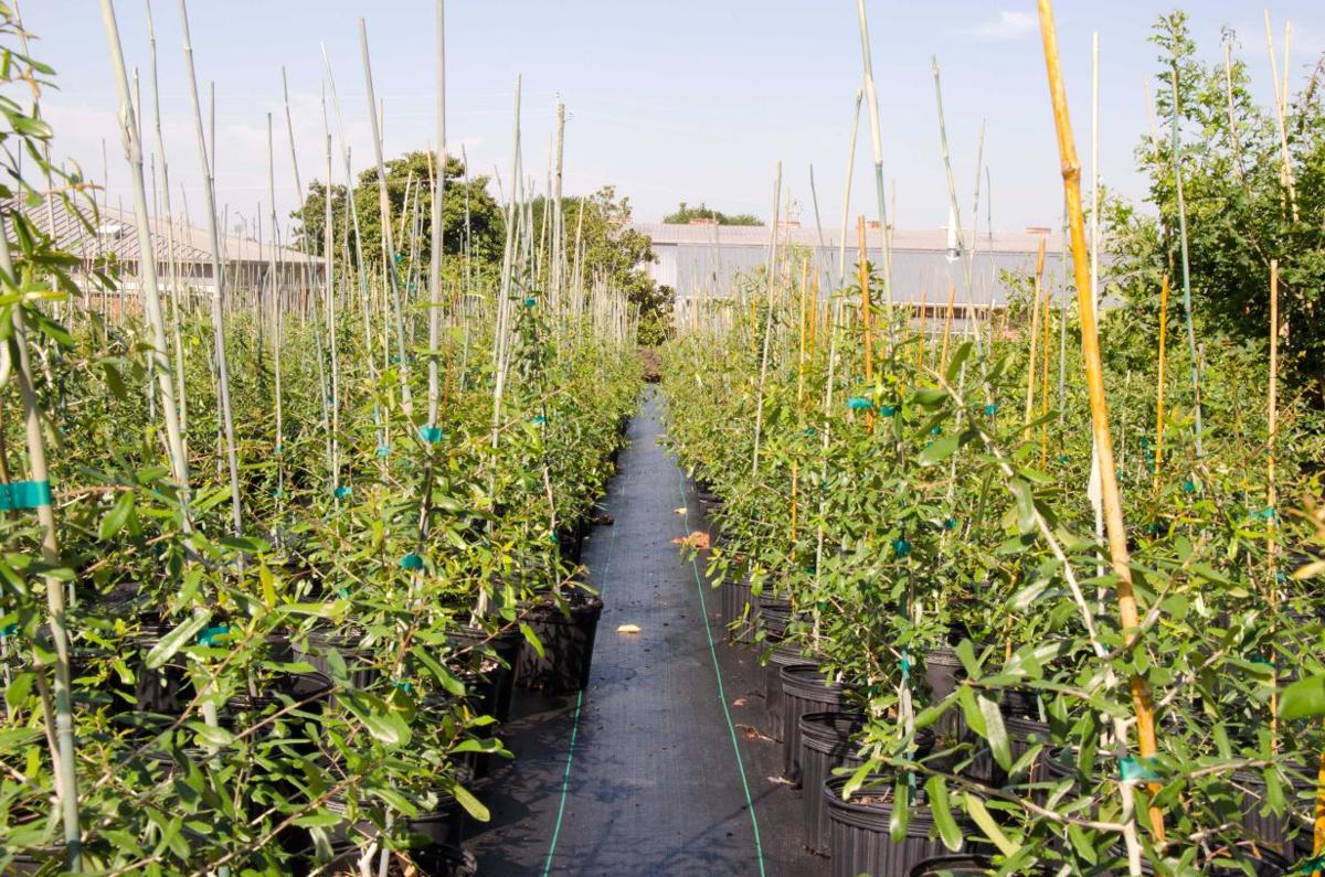 Clones of Toomer’s oaks for sale, create direct link to iconic trees ...