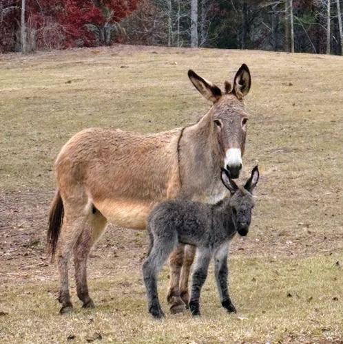 Behold, a bonkey | Opinion | auburnvillager.com