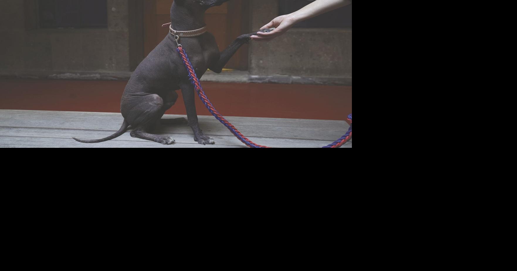 Dog owners tout Xolos’ sacred history | Newsline | avpress.com