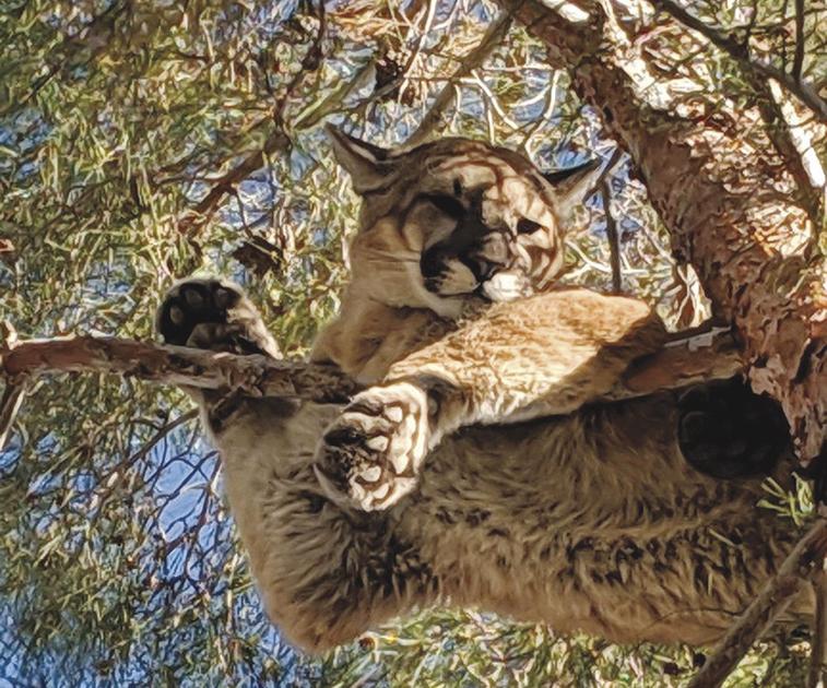 Cougar removed from tree near home | Around The State | avpress.com