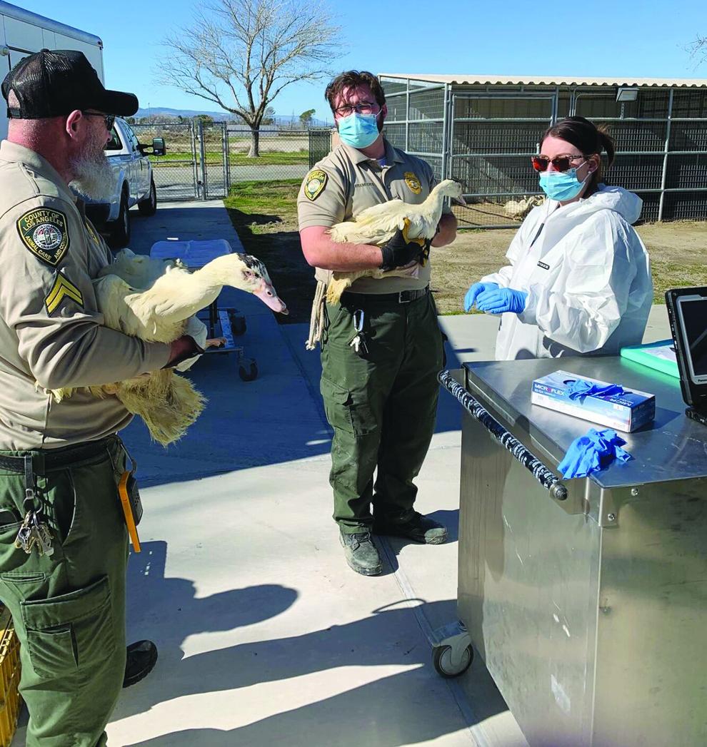 200 ducks rescued from truck | News | avpress.com