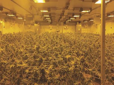 Two arrested in marijuana raid | News | avpress.com