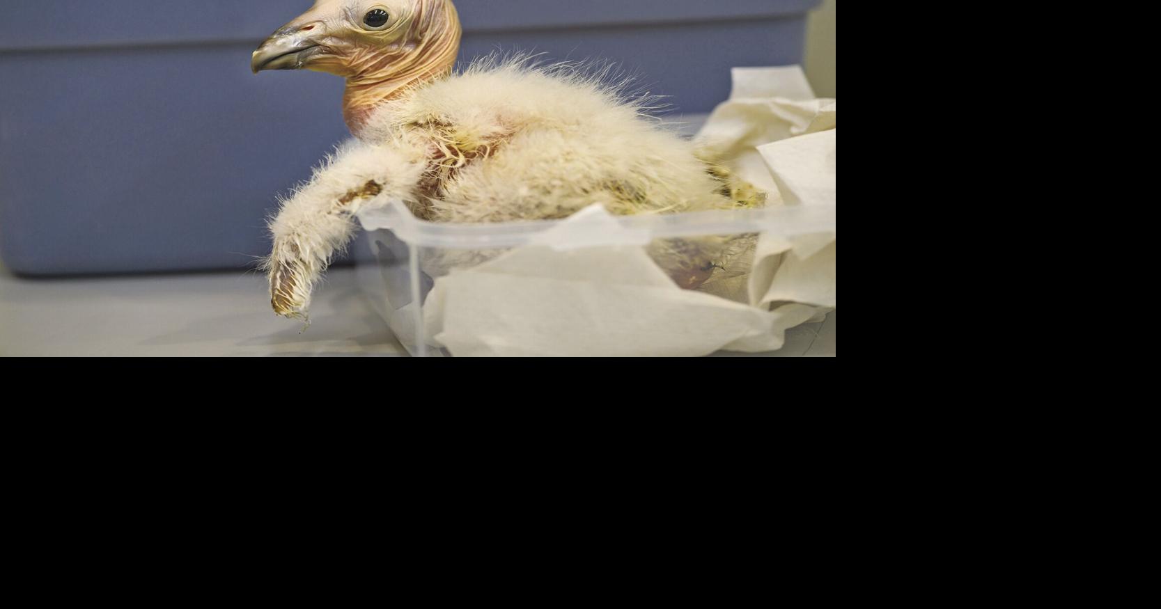 LA Zoo sets record with 17 condor chicks hatched | News | avpress.com