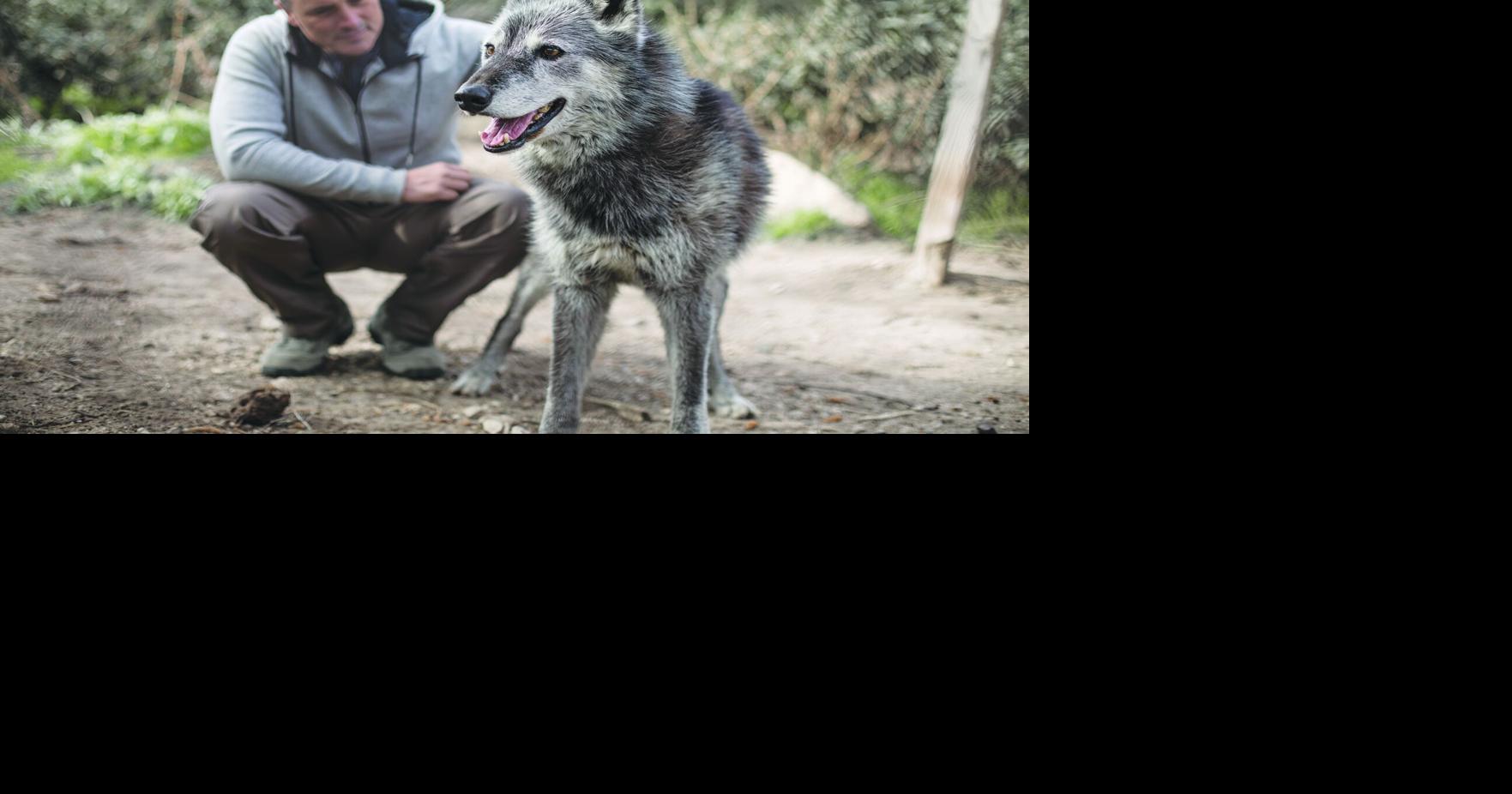 Board may expand wolf therapy | News | avpress.com