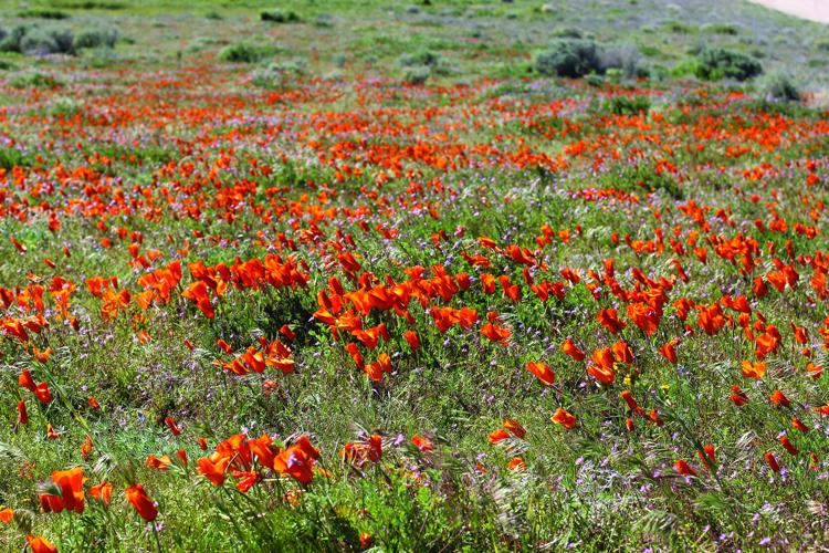 Spring comes early: Poppies blooming | News | avpress.com