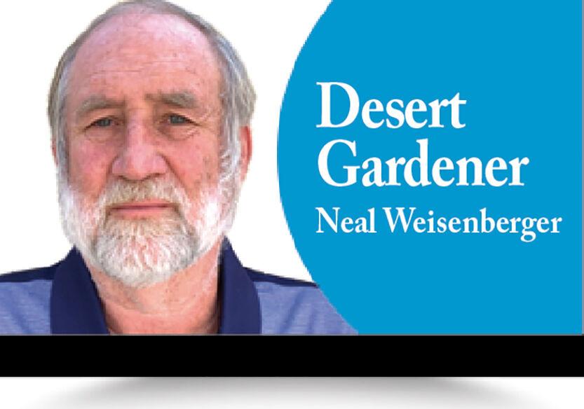 What is that sap from my mulberry tree? | Valley Life | avpress.com