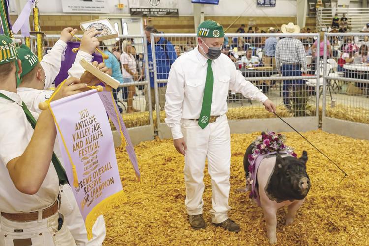 Auction a success without fair | News | avpress.com