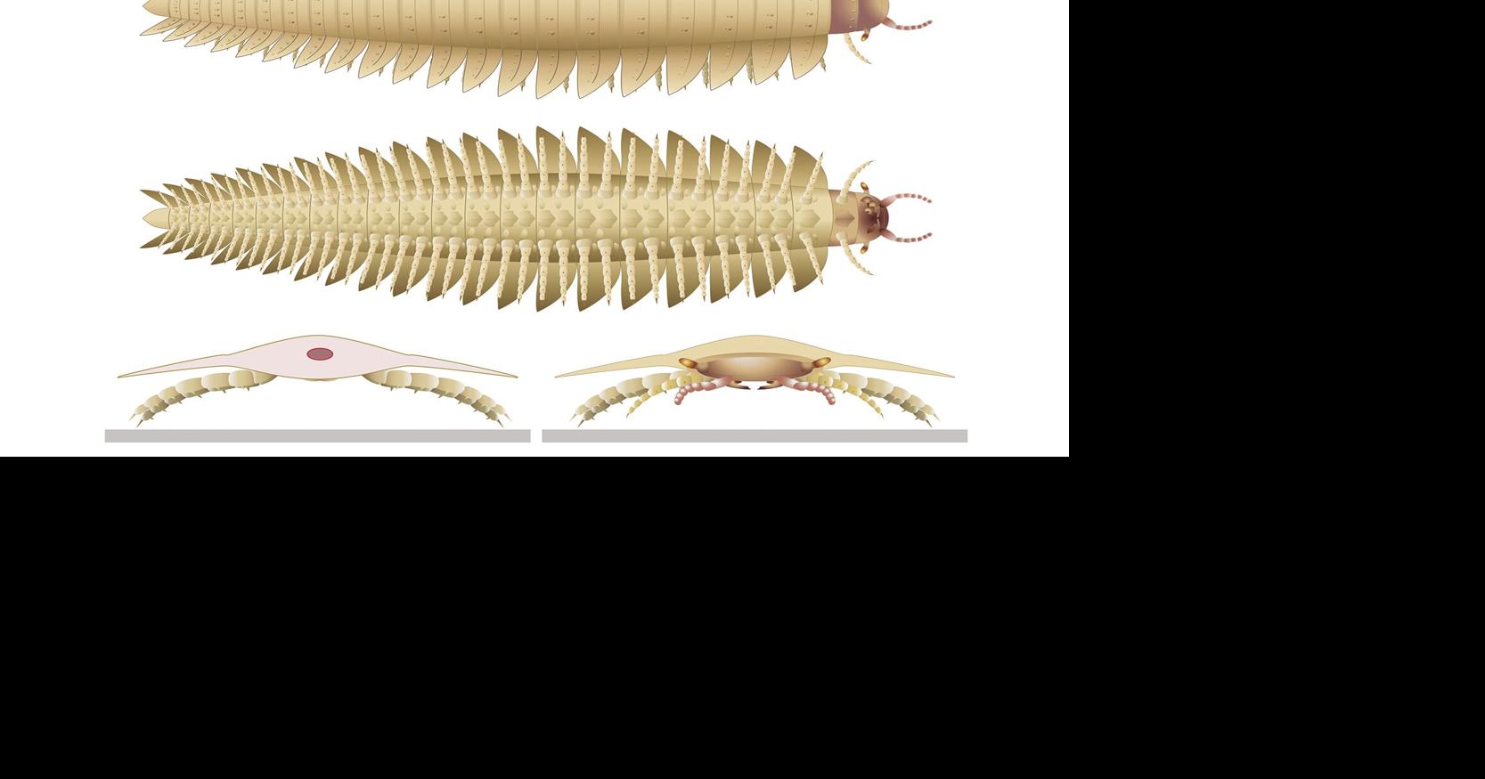 Scientists recreate lengthy bug’s head | | avpress.com