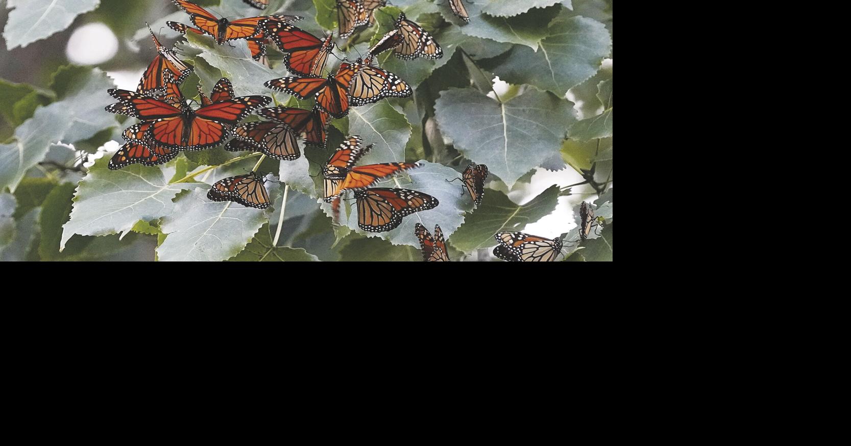 Monarch butterfly count nears record 30-year low | News | avpress.com