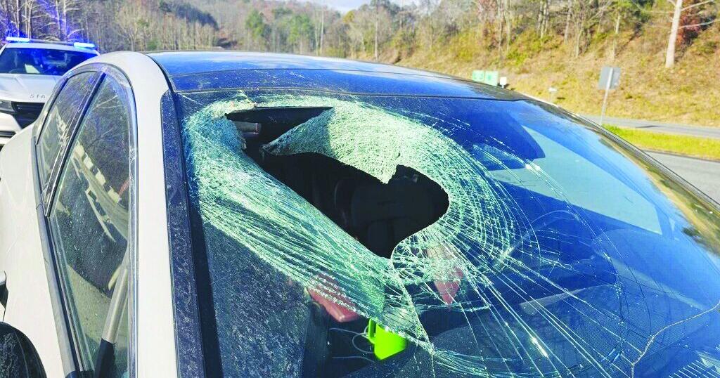 Motorist tells 911: ‘I just had a bald eagle drop a cat through my ...