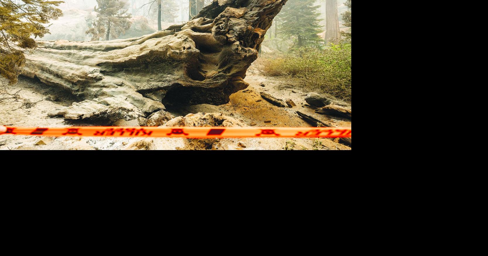 Giant sequoia tree grove burns in forest | News | avpress.com