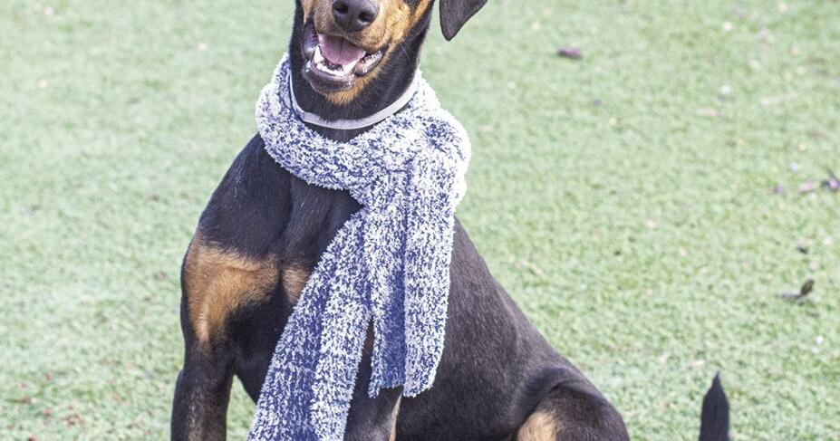 Shelter Pets: Jan. 3, 2025 | Valley Life | avpress.com