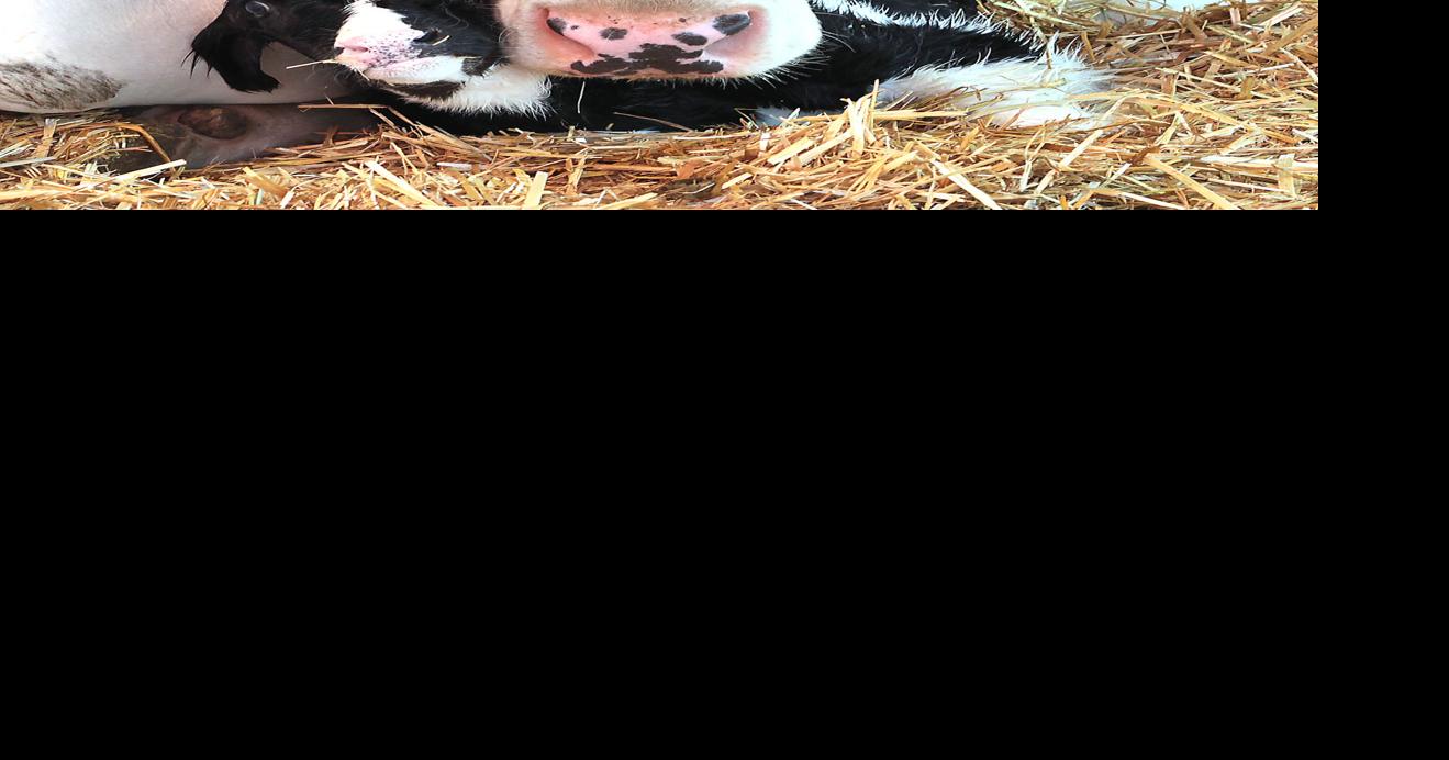 PHOTO GALLERY: Moo ... it's time to see cows at the fair | Archives ...