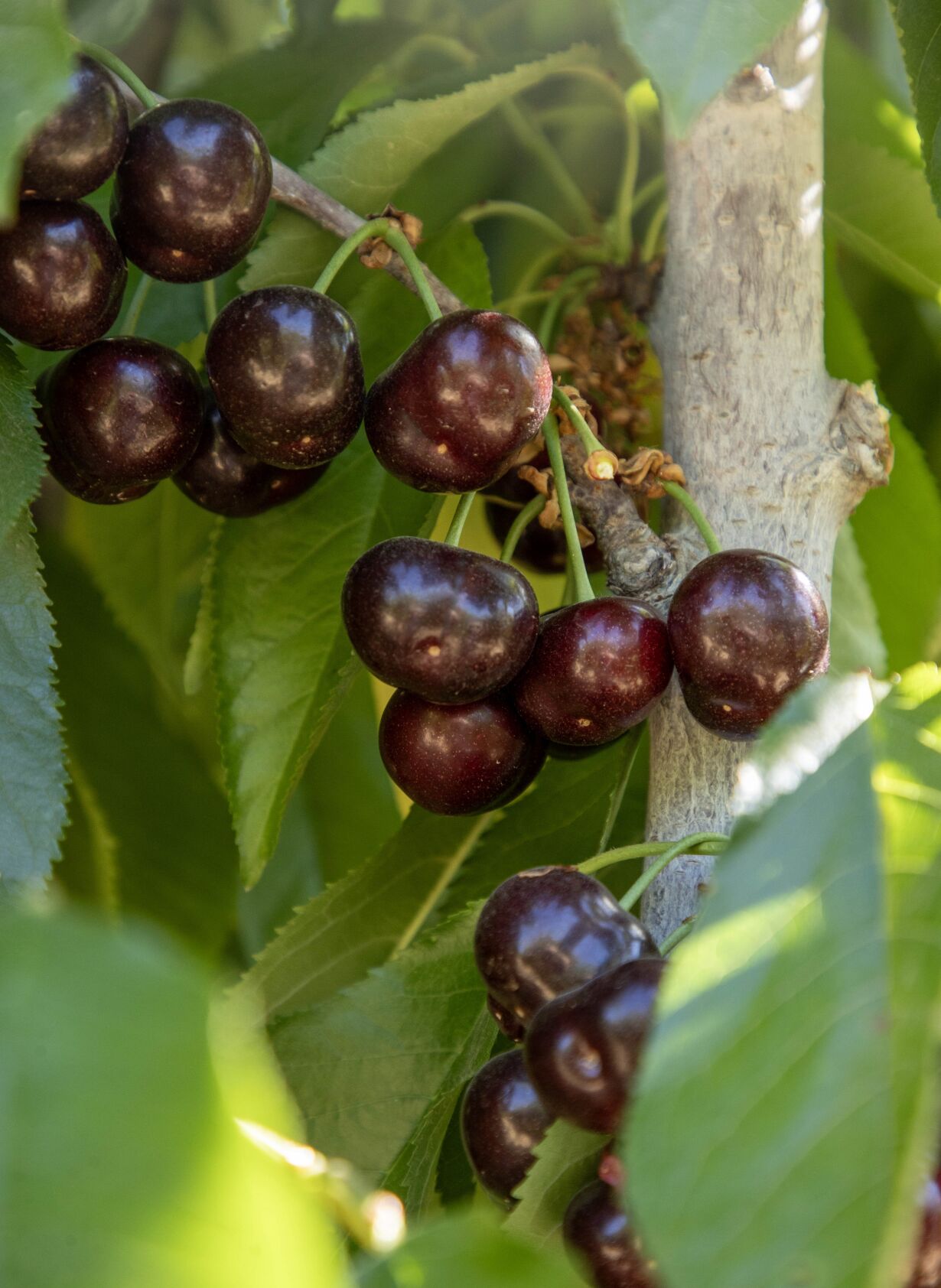 Local fruit innovator announces plans to partner on seedless cherries ...