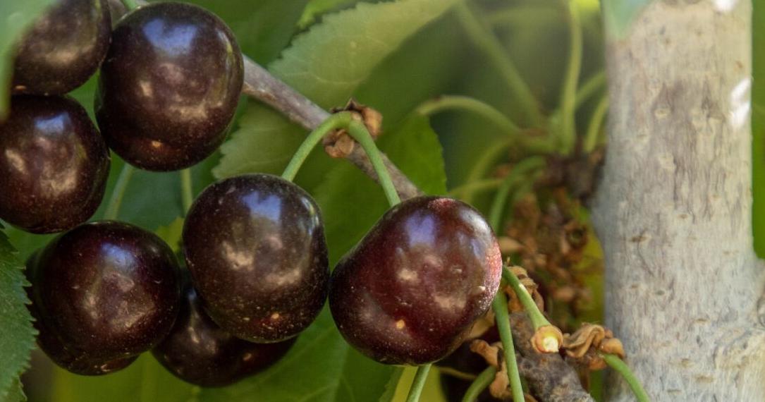 Local fruit innovator announces plans to partner on seedless cherries ...