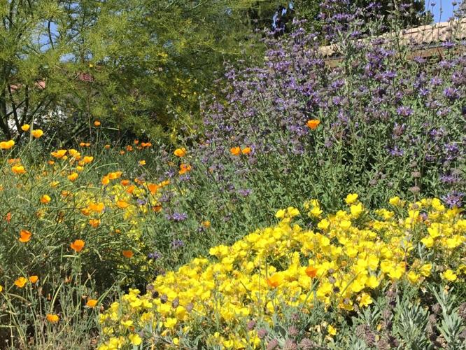 Native plants and where to find them: The search for native plants on ...