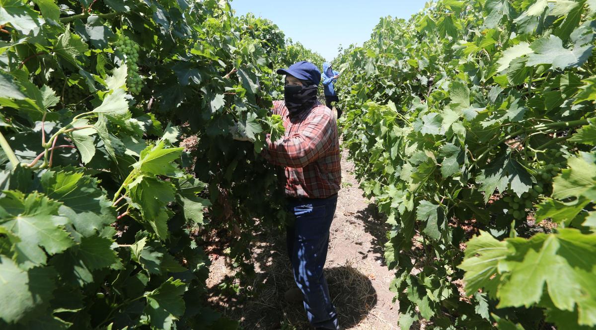 Grape growers turn a corner | News | bakersfield.com