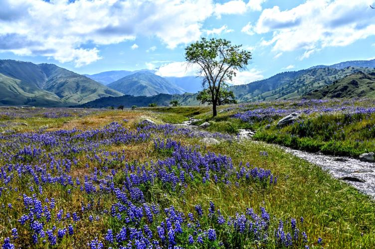 Community Voices: Conserving a crown jewel: Tejon Ranch agreement at 15 ...
