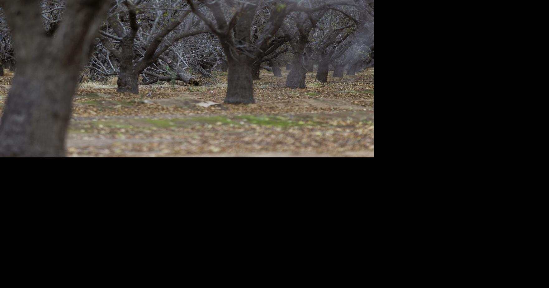 Wind before rain, not vice versa, may have saved local almond trees ...