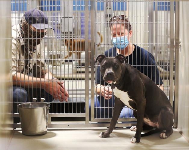 Kern County Animal Services elevates community’s animal welfare ...