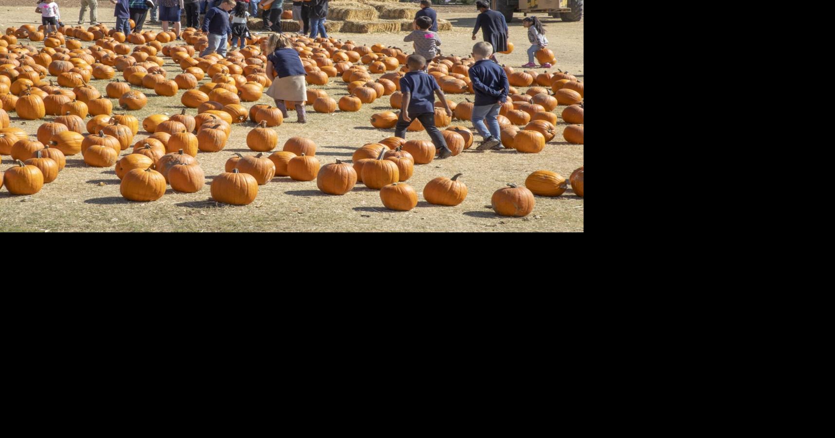 GO & DO: Bakersfield boasts Halloween fun for all ages | Bakersfield ...