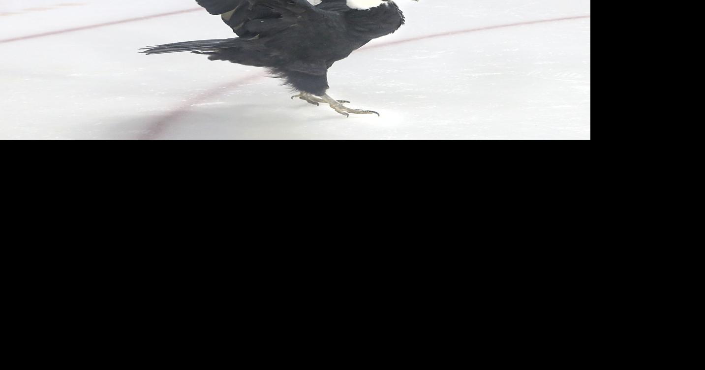 Condors bring back Andean Condor Queen Victoria for five-year ...