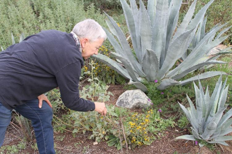 Native plants and where to find them: The search for native plants on ...
