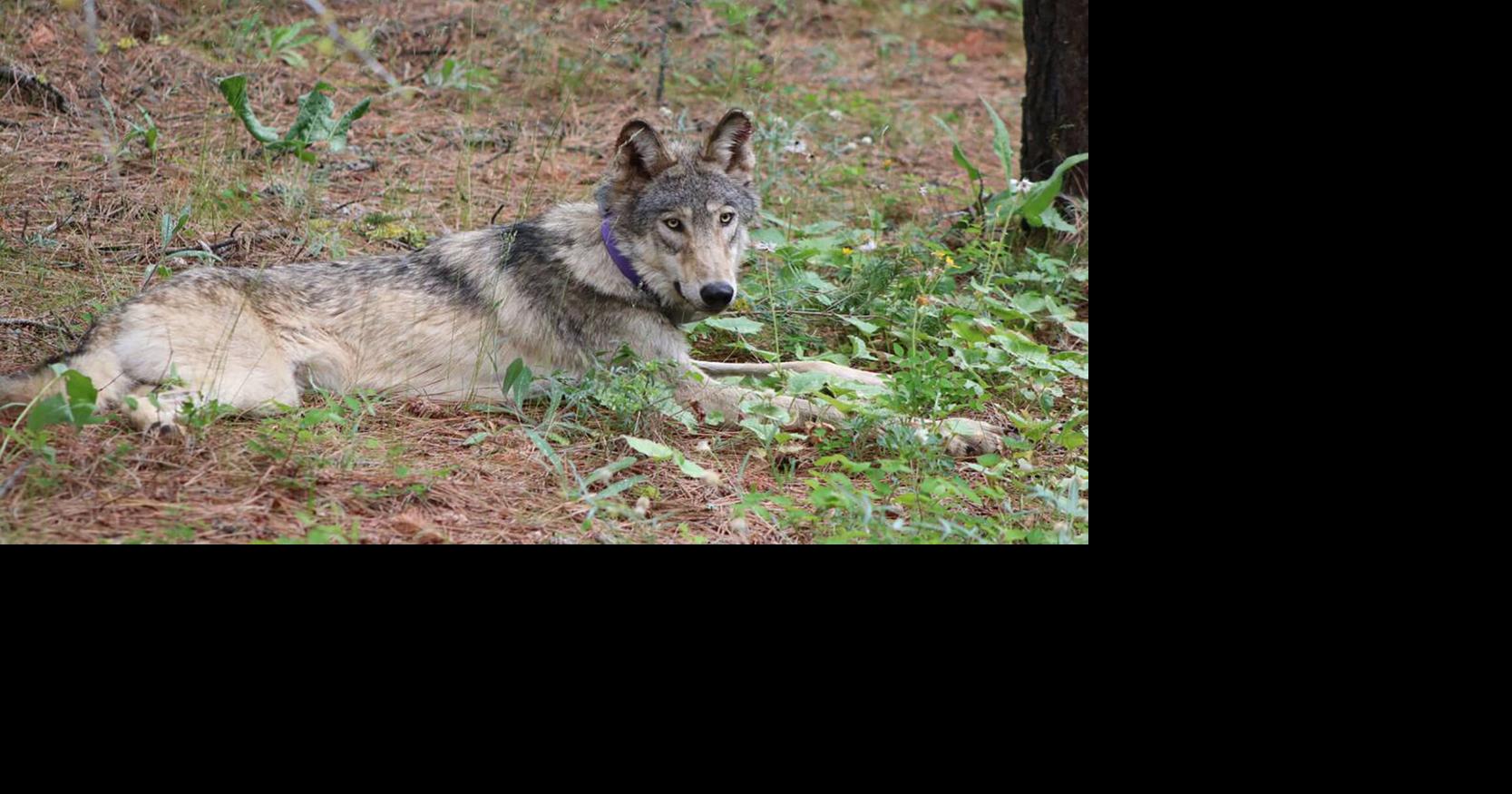 CDFW: Gray wolf pack spotted in Tulare County | News | bakersfield.com