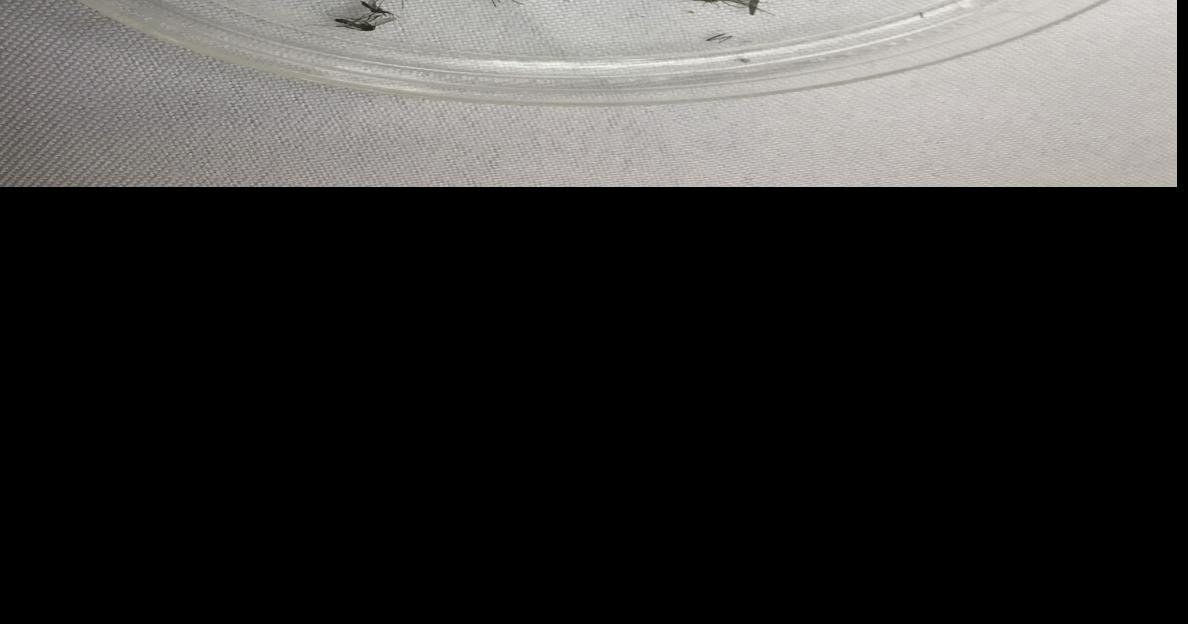 'Ankle-biter' mosquito now a permanent resident of Kern | The Delano ...