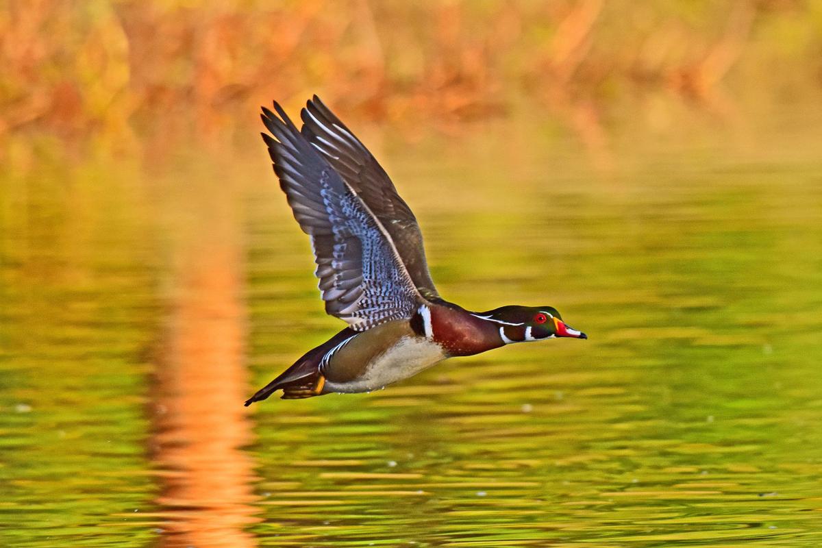 THROUGH YOUR LENS: Winged animals | Photo Galleries | bakersfield.com
