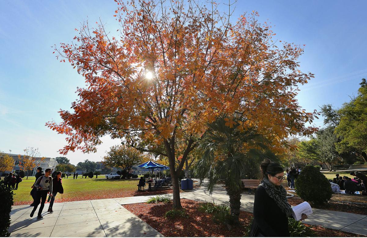 PHOTO GALLERY: Fall colors abound on Cal State Bakersfield campus ...
