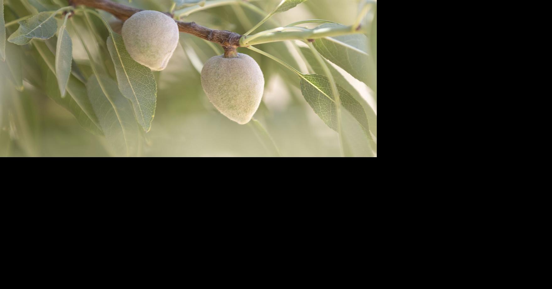 Almond prices surge on news of downward revision in estimated crop size ...