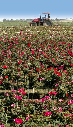 Kern Life: WASCO: Pleasant valley city offers history, scenery ...