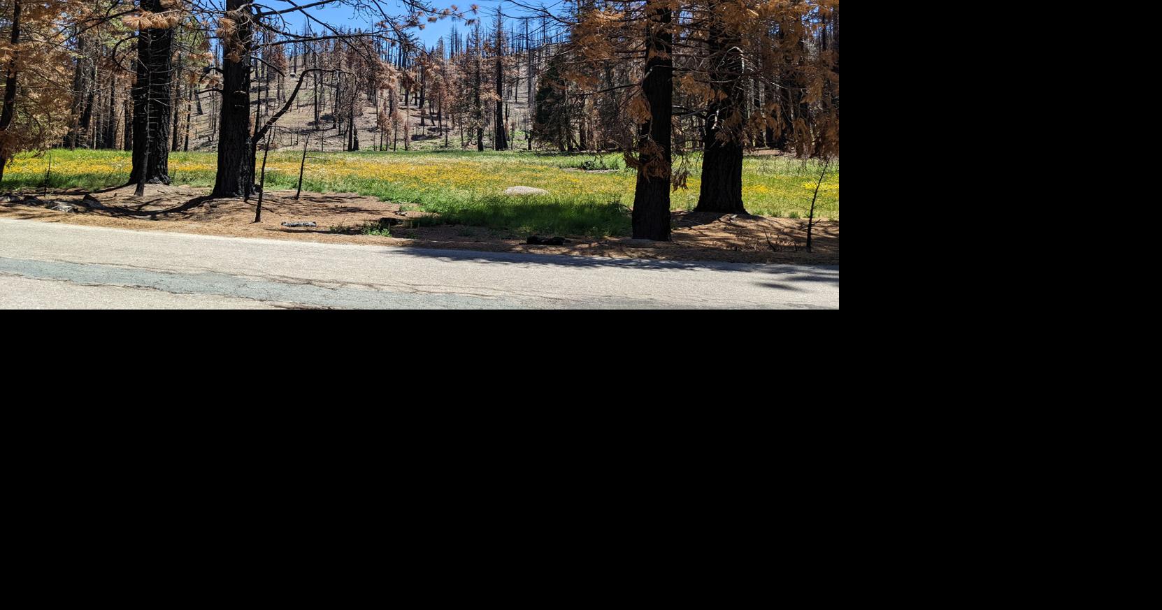 Fires, drought challenge planning for Sequoia National Forest | News ...