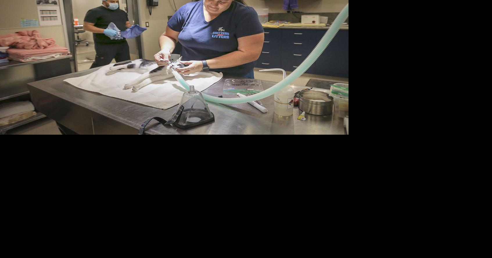 Critters Without Litters turns five, celebrates dramatic success in ...