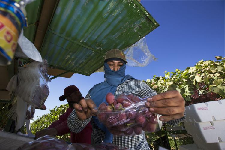 Tough market conditions greet local table grape, almond harvests ...