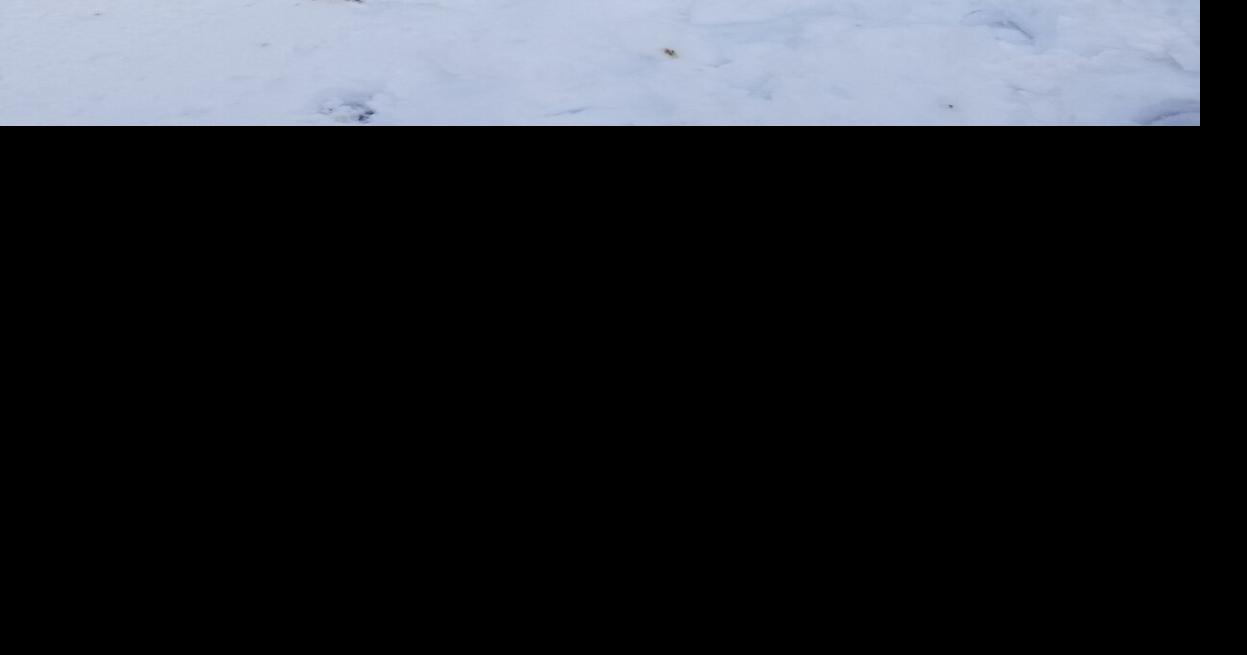 Sledding tips for good fun in the snow | Bakersfield Life | bakersfield.com