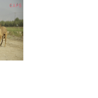 Documentary enlisted to push for creation of local task force on animal ...